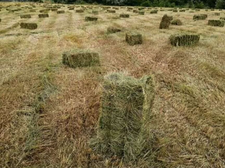 Сено люцерны в тюках