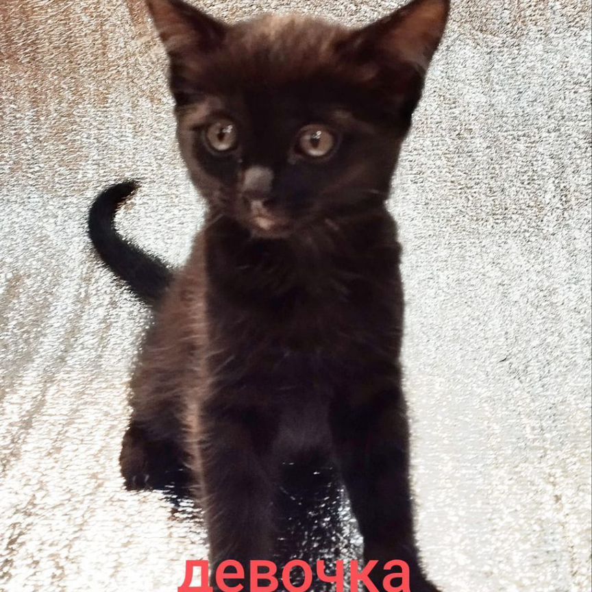 Три черненьких чертёнка