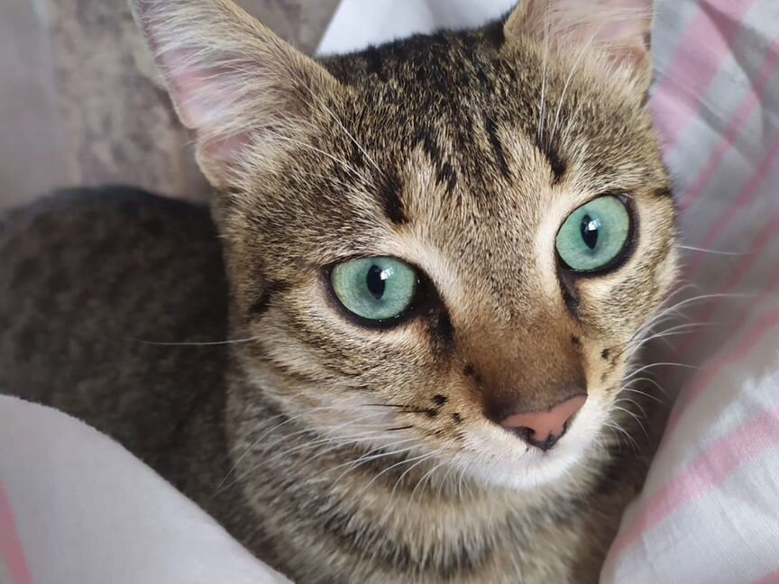 Котик