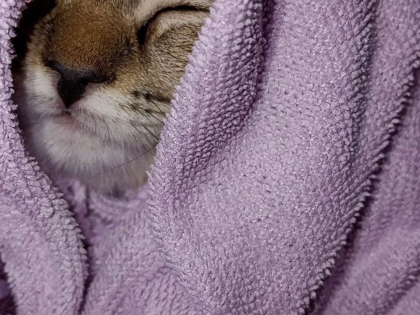 Шотландская кошка