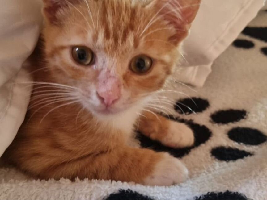 Озорной ласковый малыш в добрые ручки