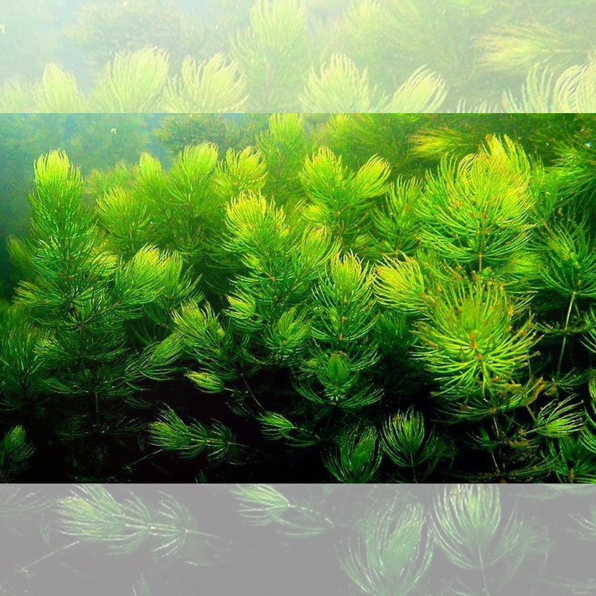 Роголистник ветка для аквариума или пруда