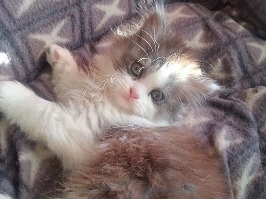 Кошки бесплатно