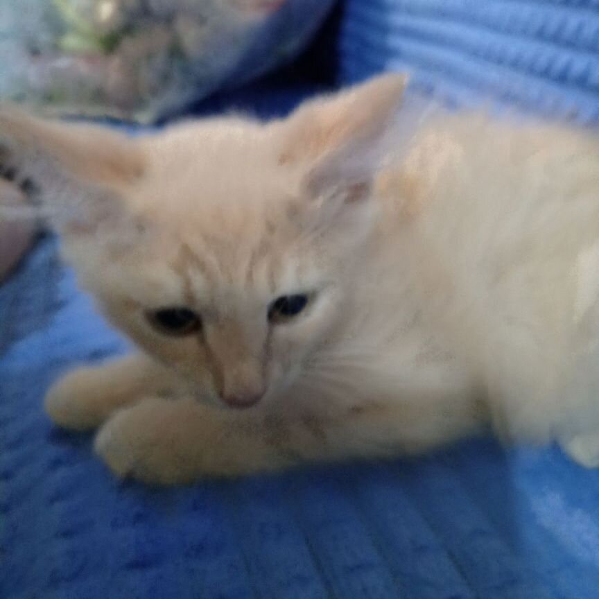 Отдам котенка в добрые руки