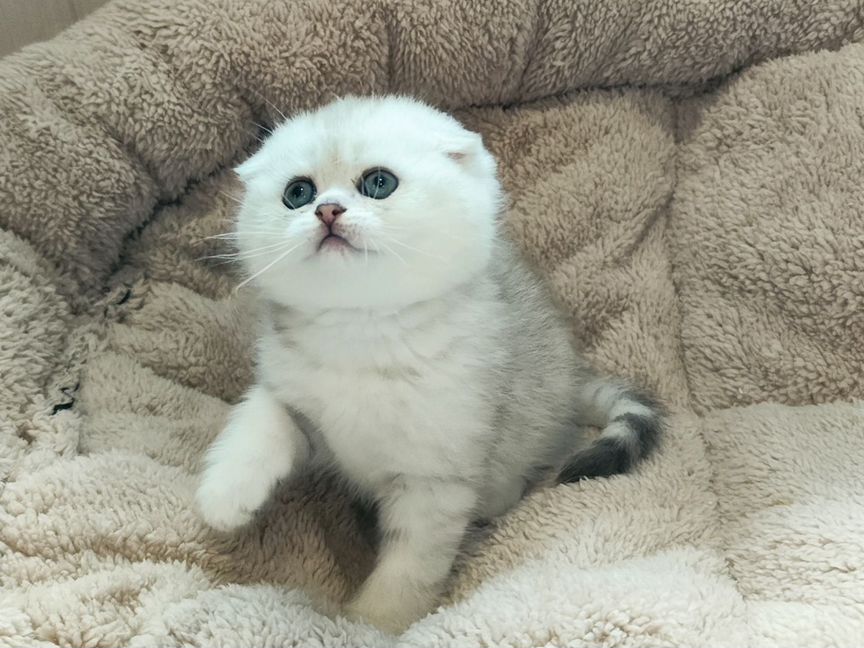 Питомник шотландских кошек