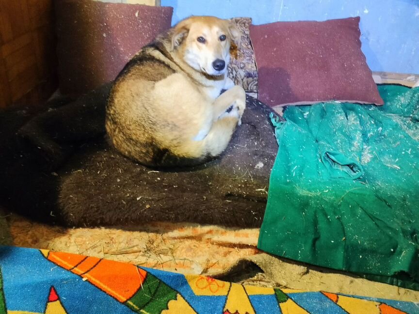 В добрые руки