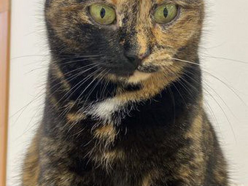 Кошки