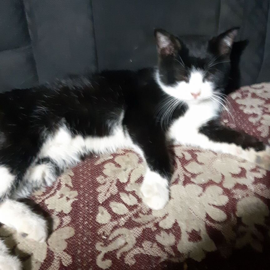 Котик ласковый 8 мес