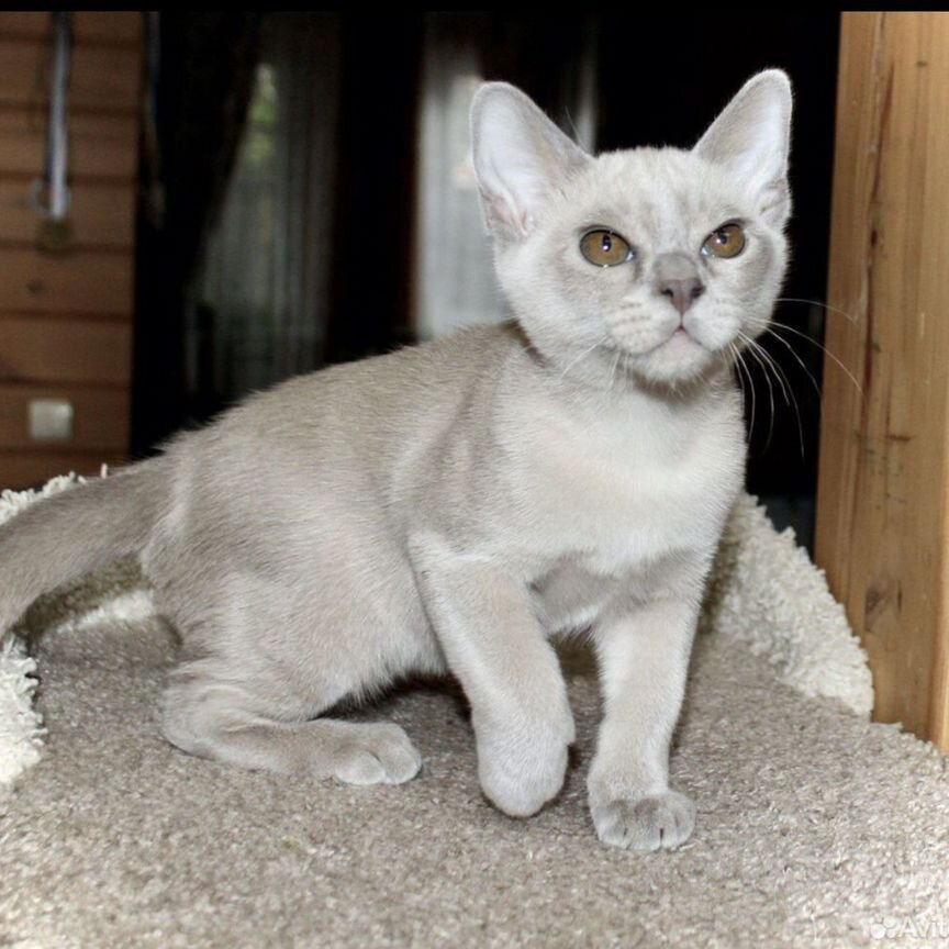 Бурманские котята