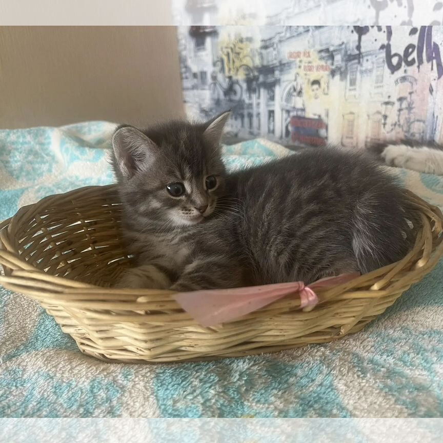 Котёнок в добрые руки