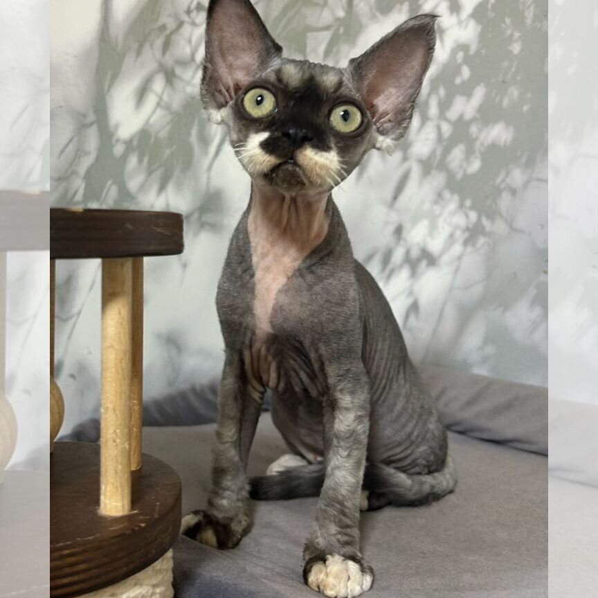 Девон-рекс котёнок