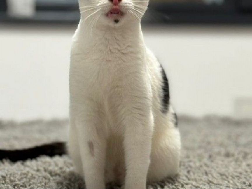 Котенок ищет дом