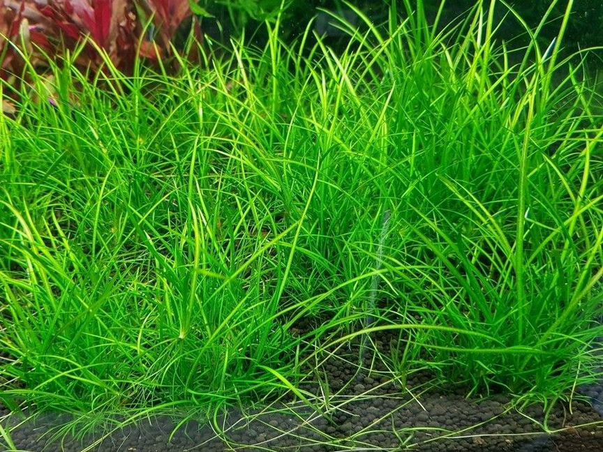 Эхинодорус нежный тенеллус (Echinodorus tenellus)