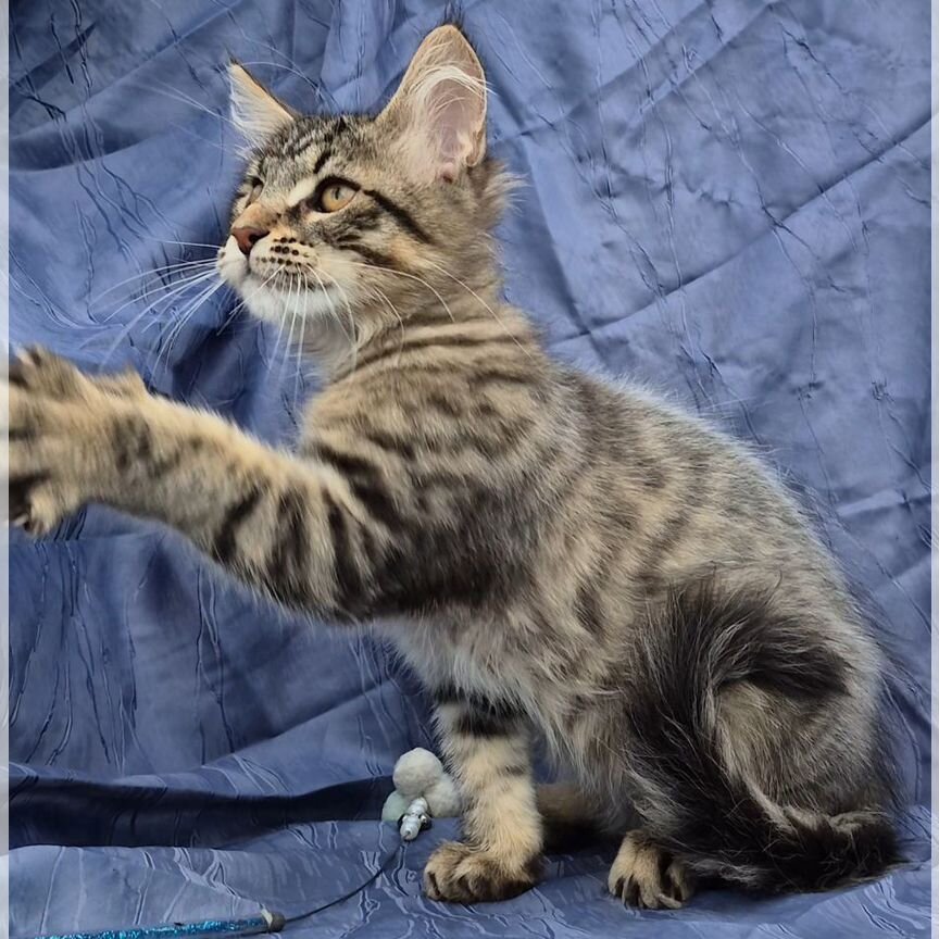 Мейн-кун котёнок