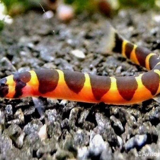 Акантофтальмус аквариумные рыбки