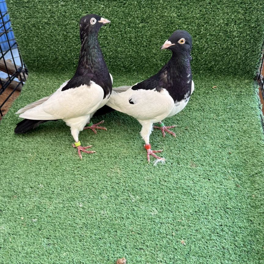 Продам голубей, кормилок