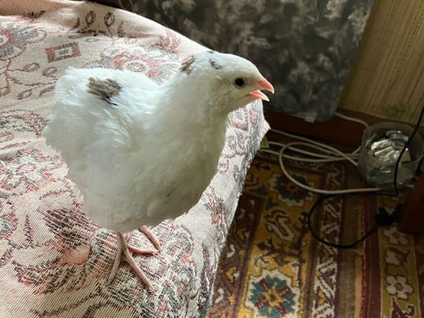 Самец техас