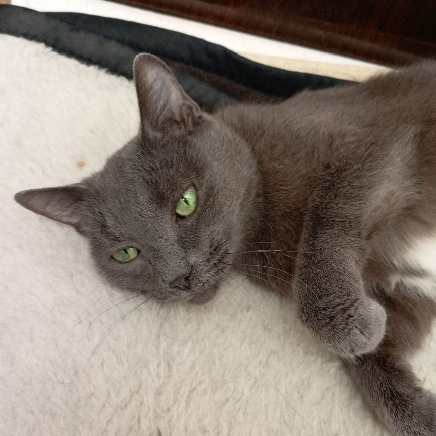 Взрослая, кошка в добрые руки