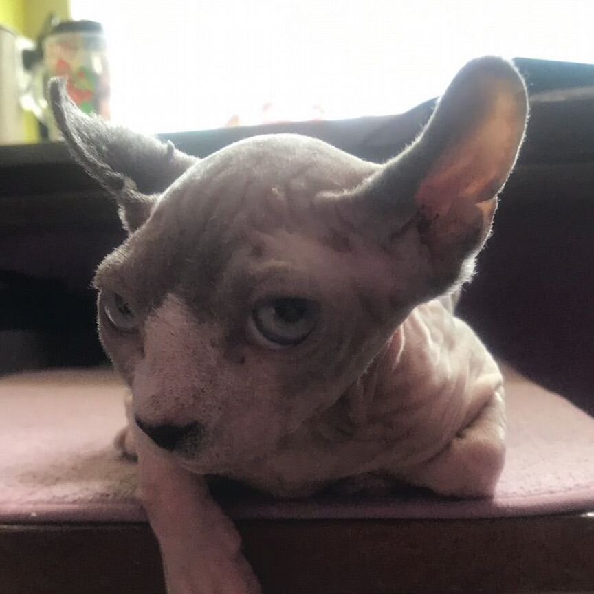 Канадский сфинкс кошка