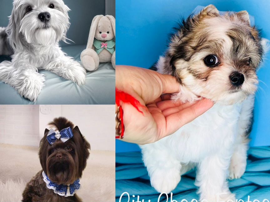 Золотой мини йорк