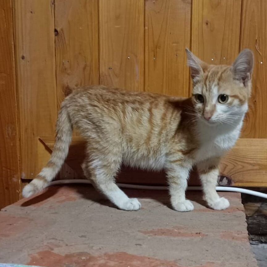 Котенок Леопольд в хорошую семью бесплатно