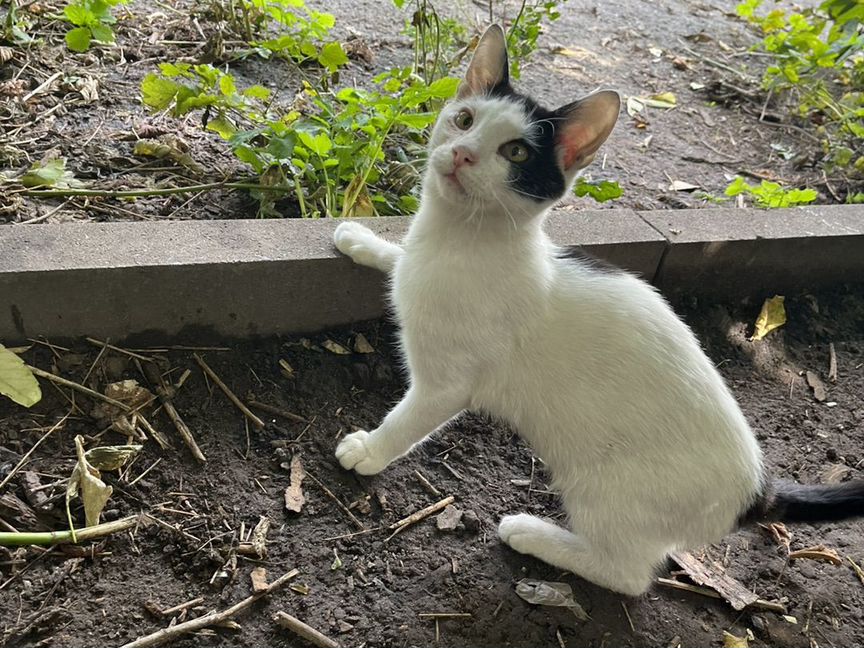 Котенок в добрые руки (мальчик)