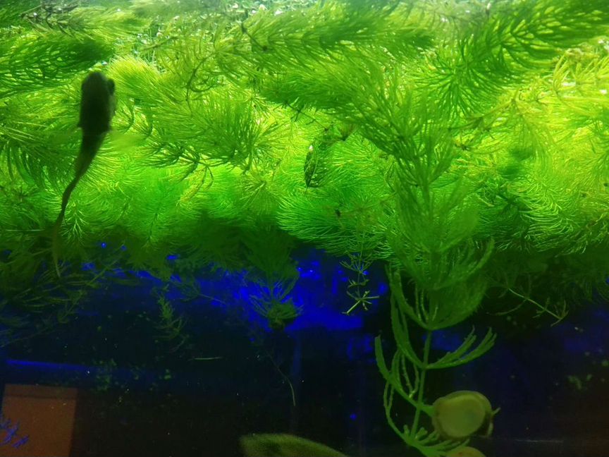 Аквариумные растения