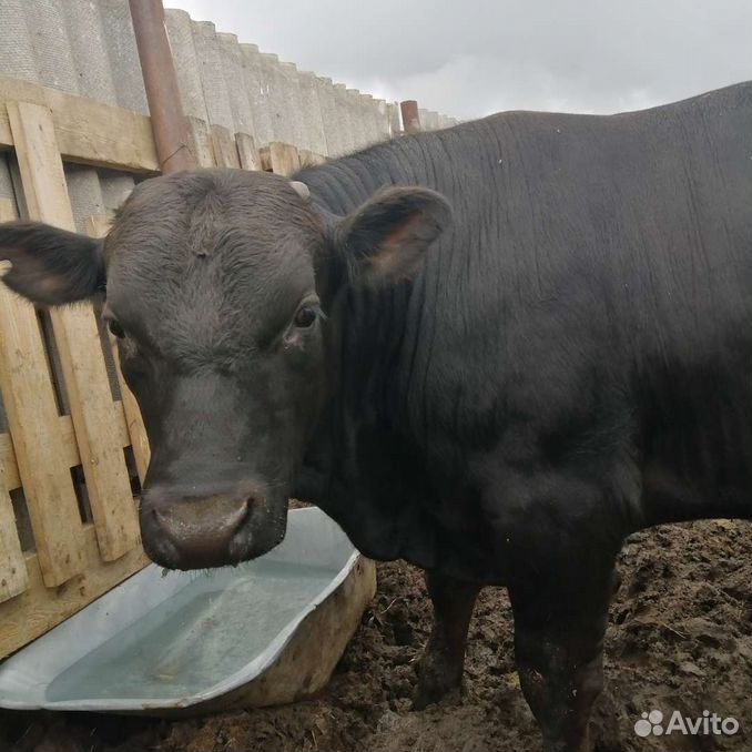 Быки на племя