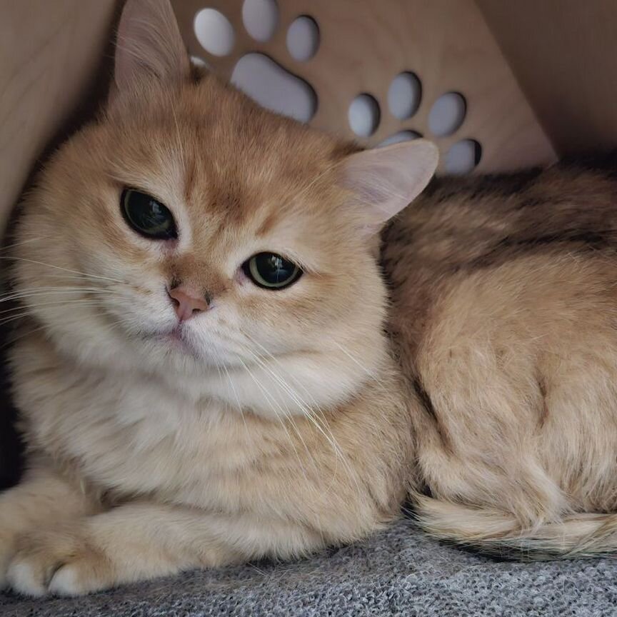 Кот в разведение золотая шиншилла