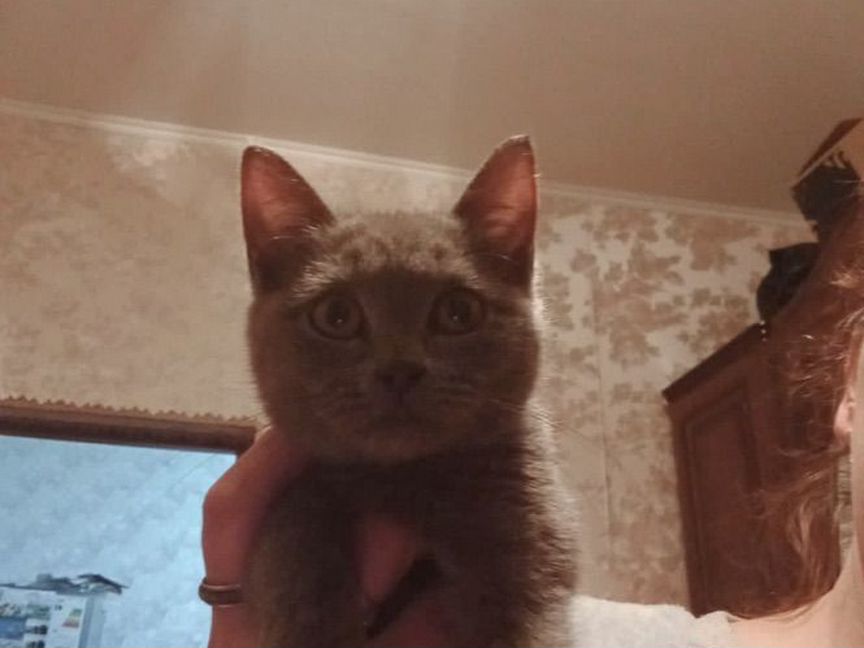 Отдам кошечку в добрые руки