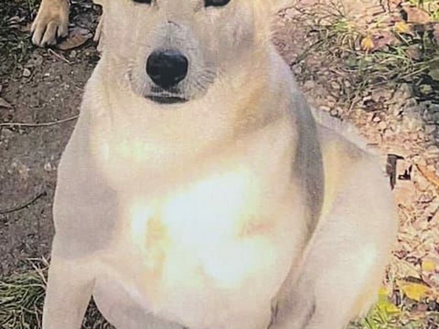 Собачка красивая белый мишка