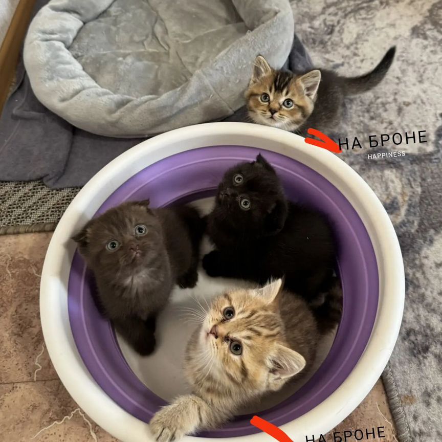 Шотландский вислоухий длинношёрстный котёнок