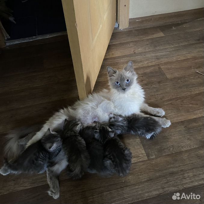 Котят в добрые руки отдам Безвозмездно