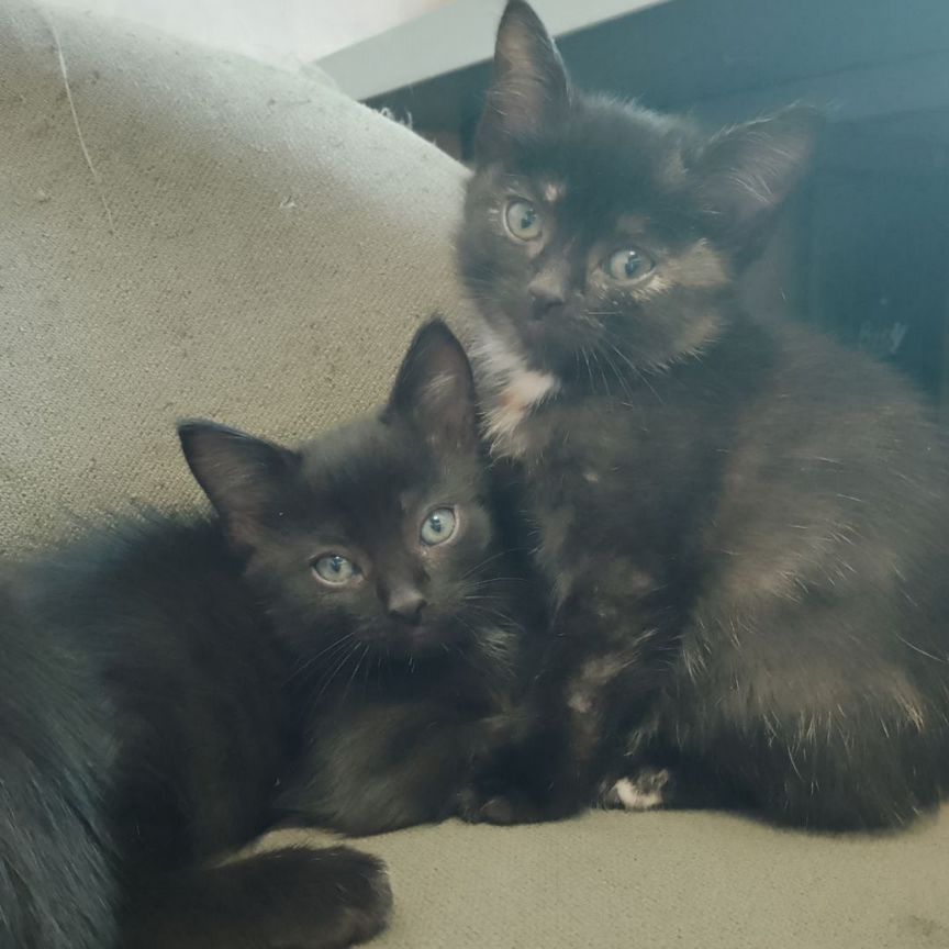 Котята