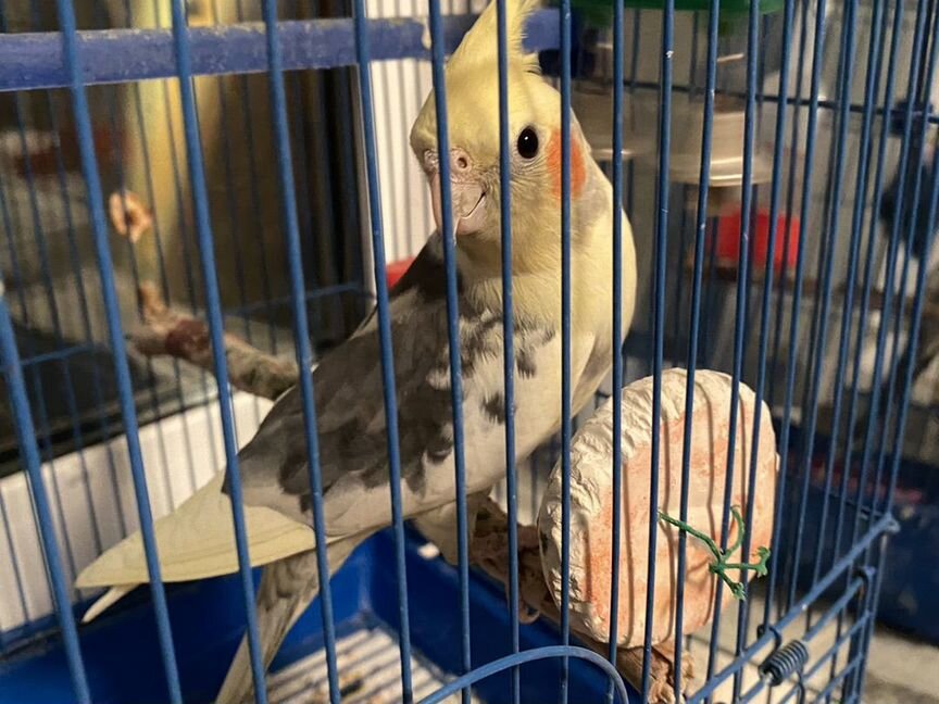 Попугай корелла с клеткой