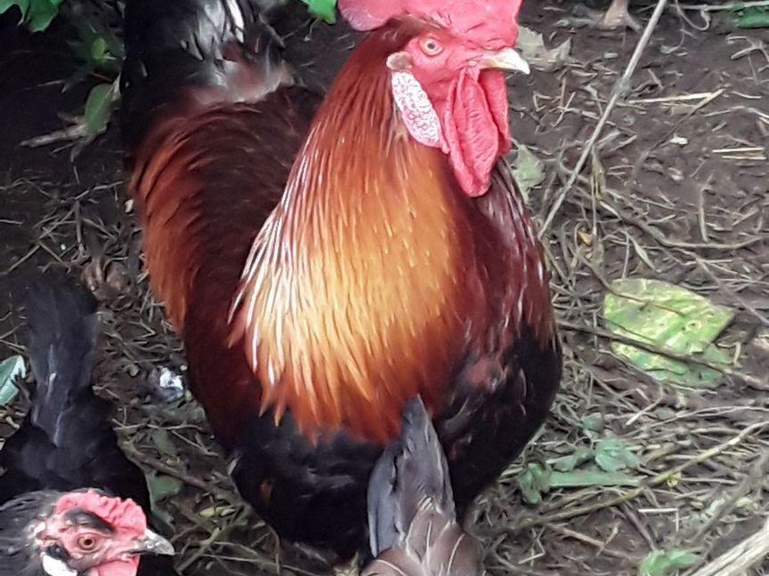 Петух- деревенский Генерал и его дети