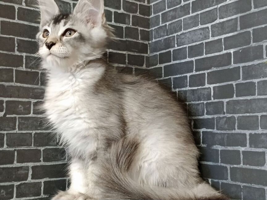 Мейн Кун, кошка