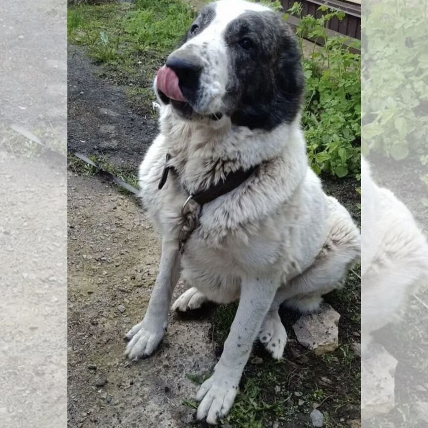 Среднеазиатская овчарка, взрослая собака