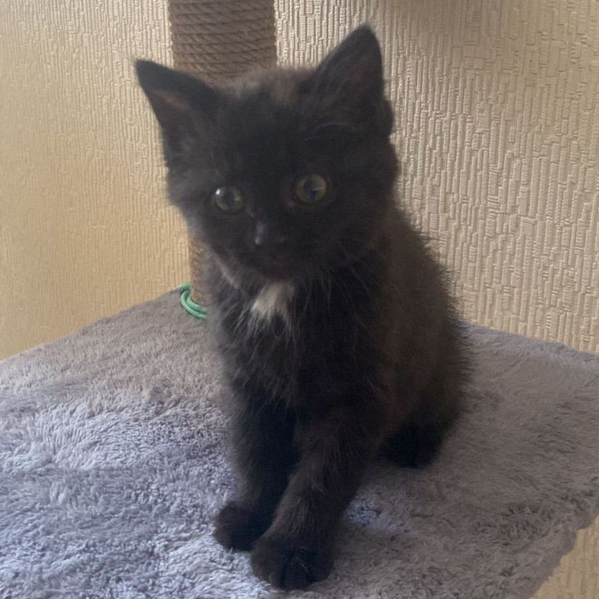 В добрые руки котёнок