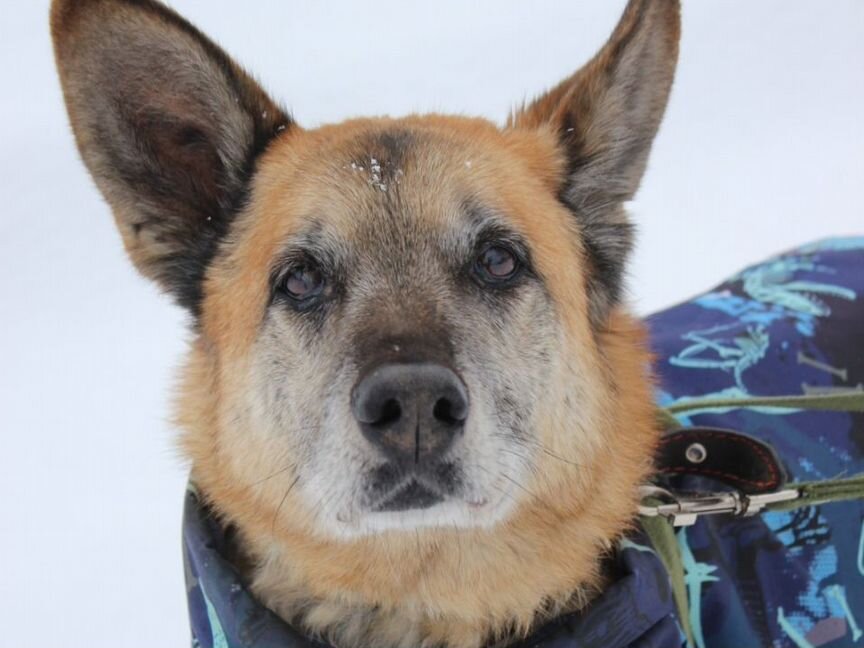 Взрослой спокойной собаке из приюта нужна семья