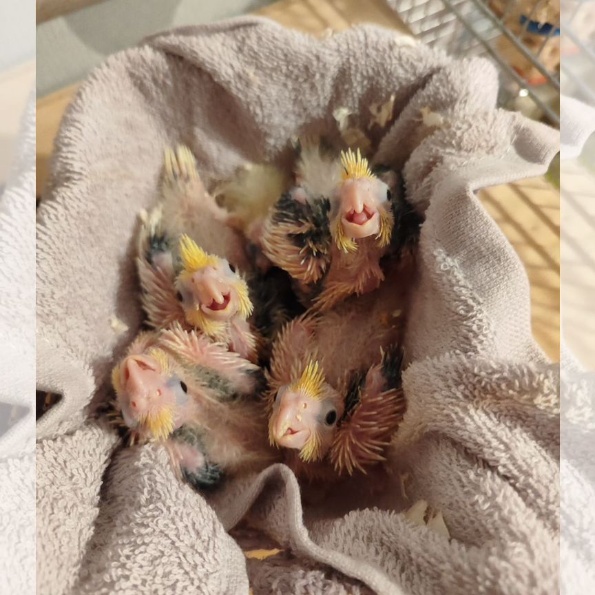 Попугай корелла птенец