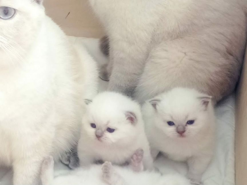 Элита премиум класса