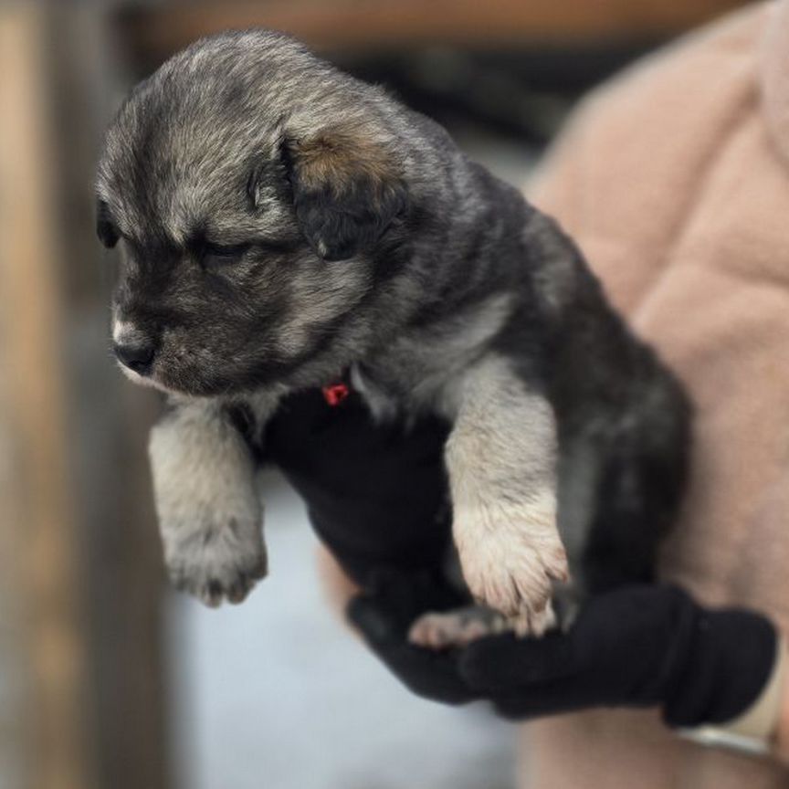 Щенок в добрые руки