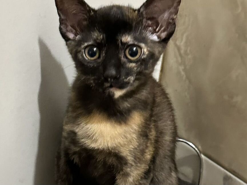 Кошечка абиссинская