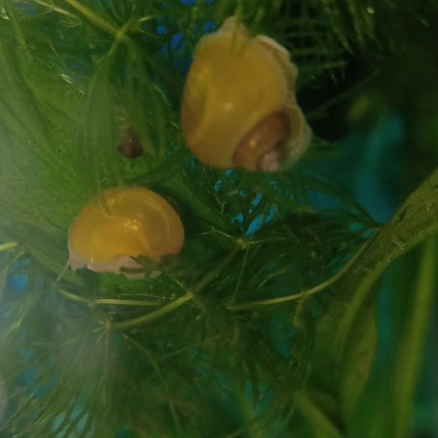 Улитки аквариумные ампулярии