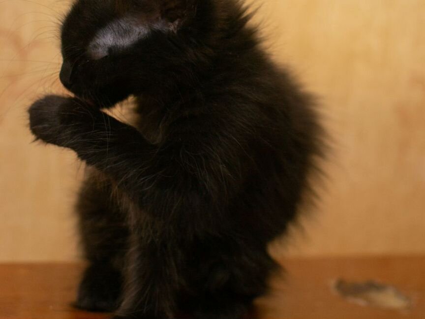 Кошка (котёнок) чёрная