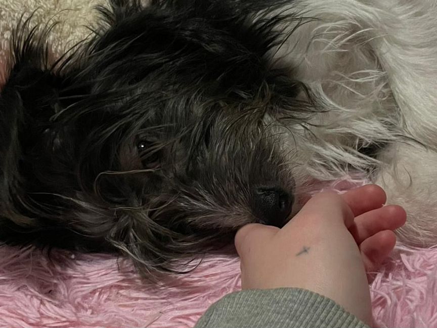 Собака в добрые руки