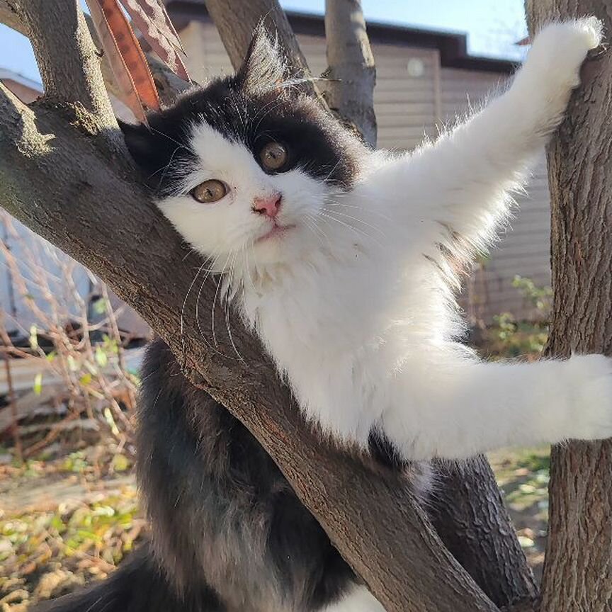 Пушистый котенок