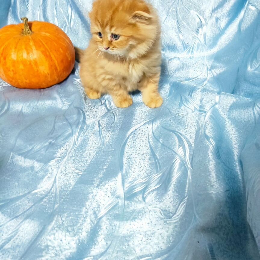 Шотландский вислоухий мальчик