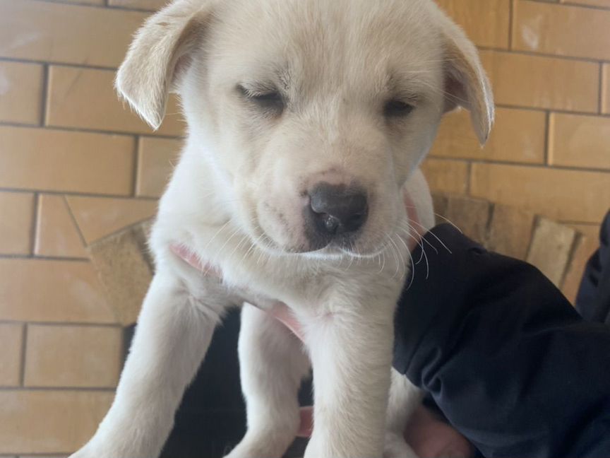 Щенки помесь лайки и алабая